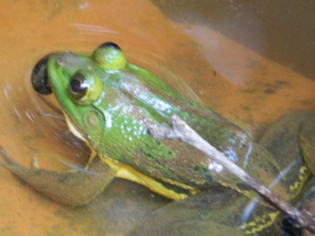 Skipper Frog – A Bellingen Diary