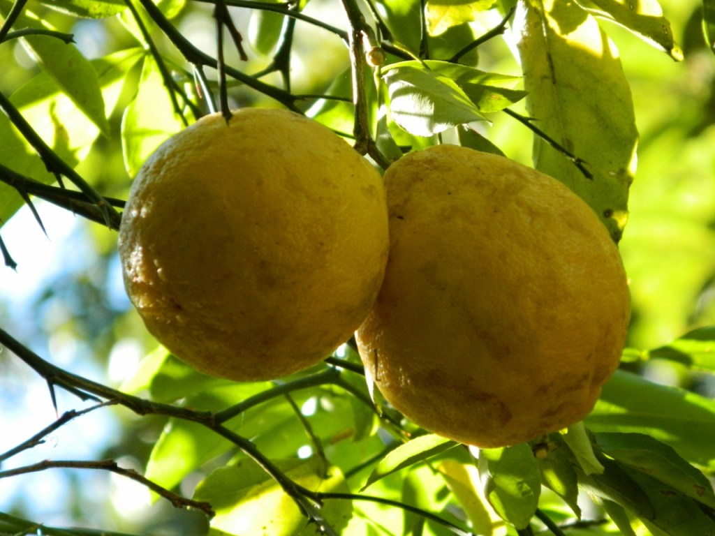 Discovering bush lemons … – A Bellingen Diary