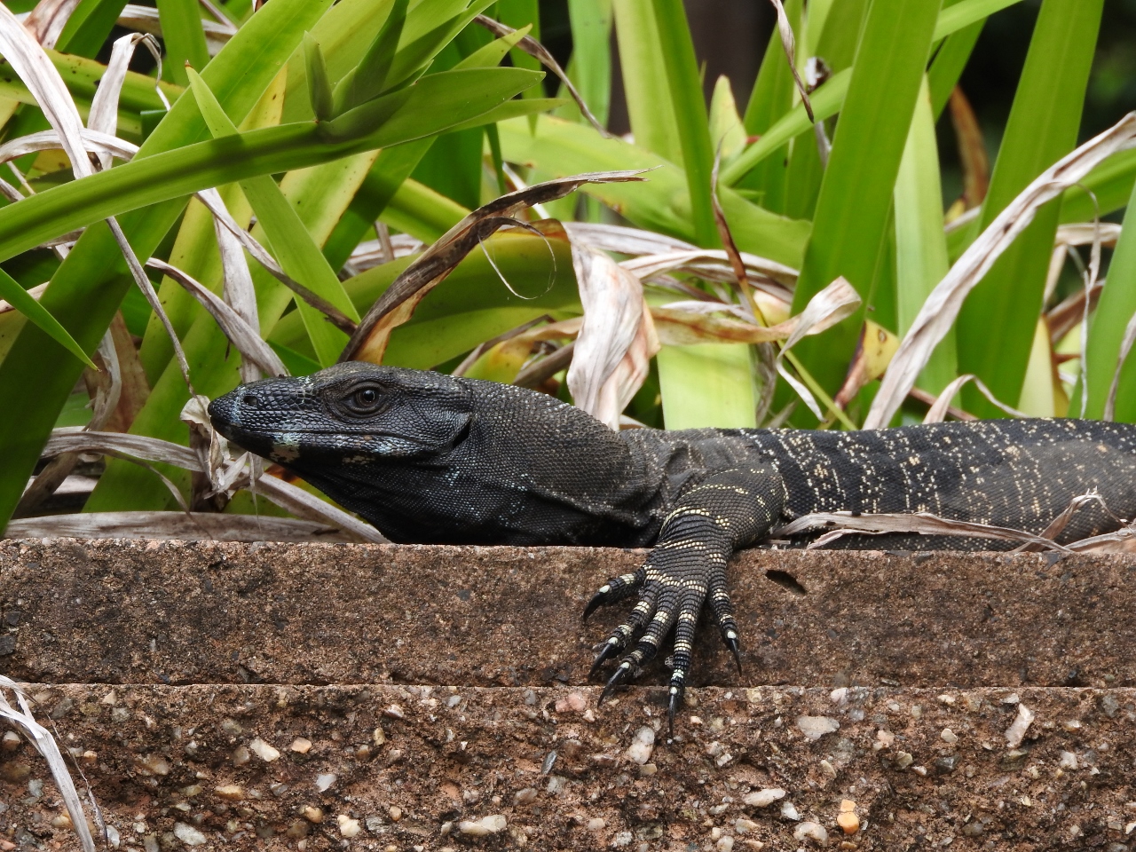 Lounging with Lace Monitors … – A Bellingen Diary