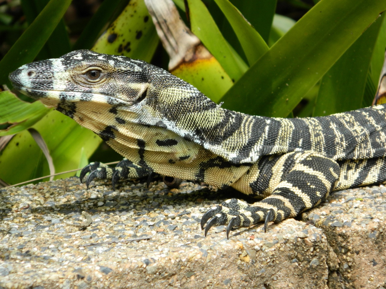 Lounging with Lace Monitors … – A Bellingen Diary