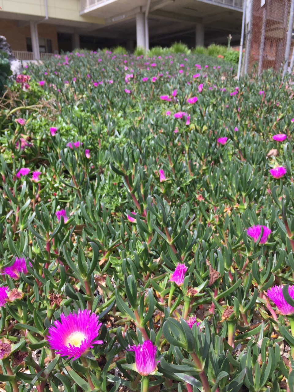 field-of-pigface – A Bellingen Diary