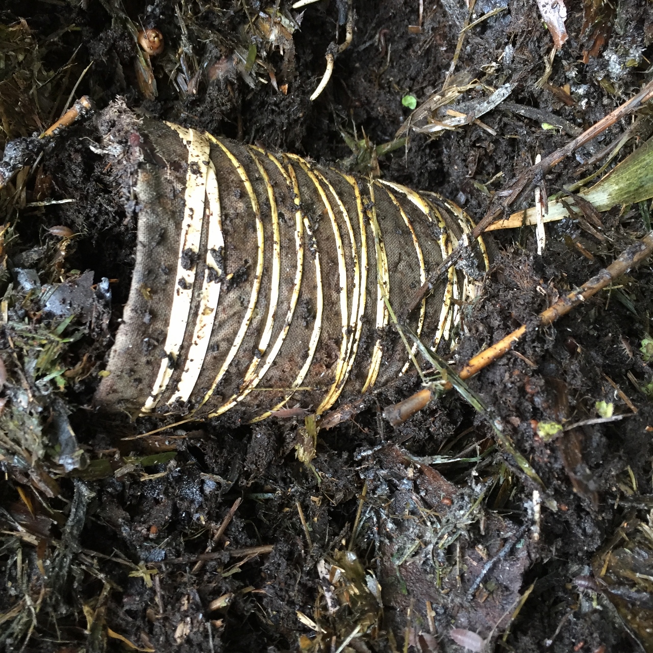 Digging up the compost bundle – A Bellingen Diary